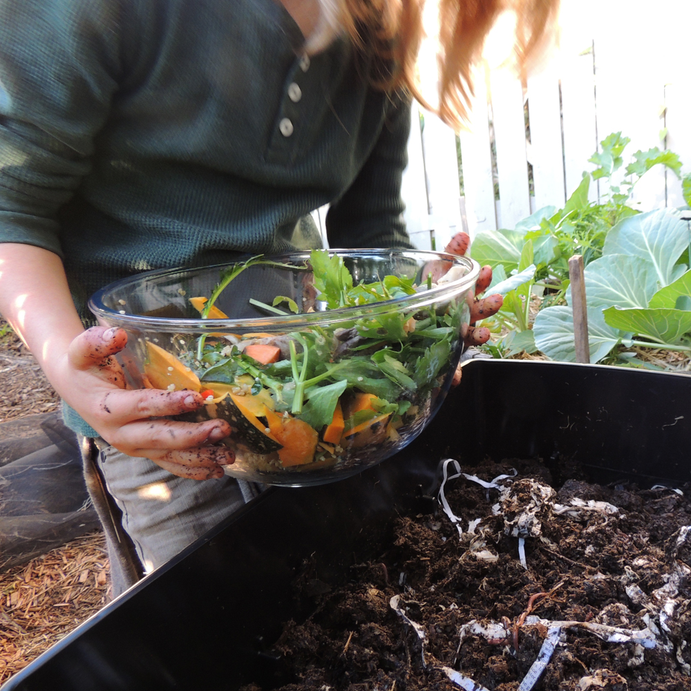 Starting a Worm Farm - Modern Teaching Blog NZ